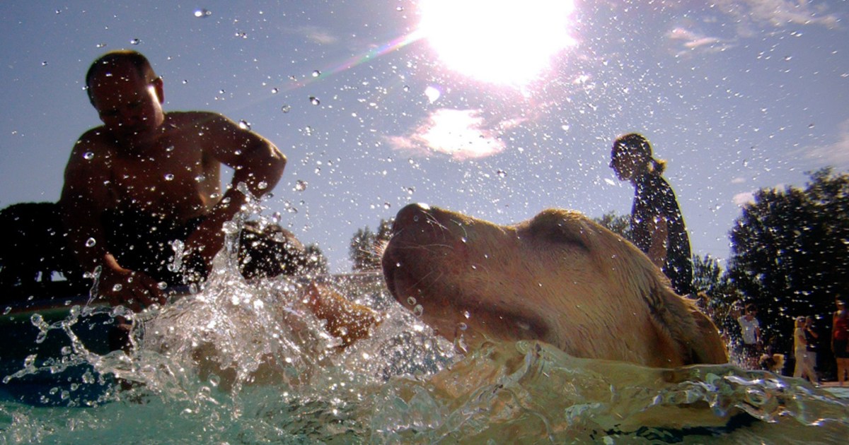 'Drool in the pool' day in Kansas