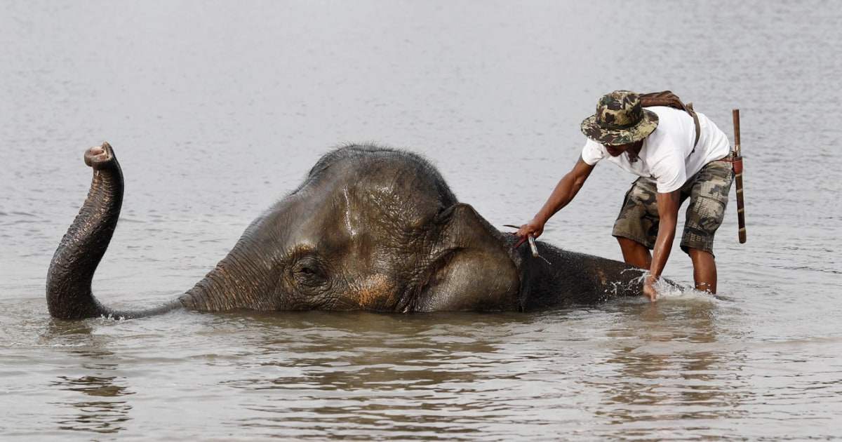 Rescuers turn to the animals in Thailand's flooded provinces