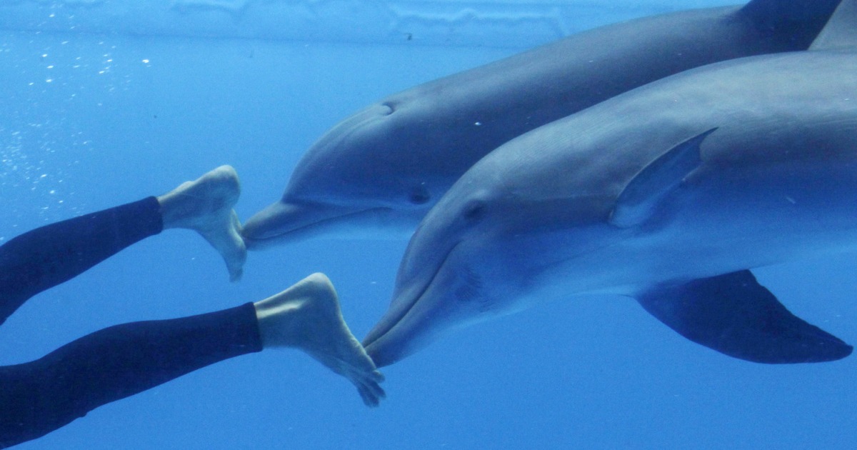 Dolphins perform at Cuba's National Aquarium