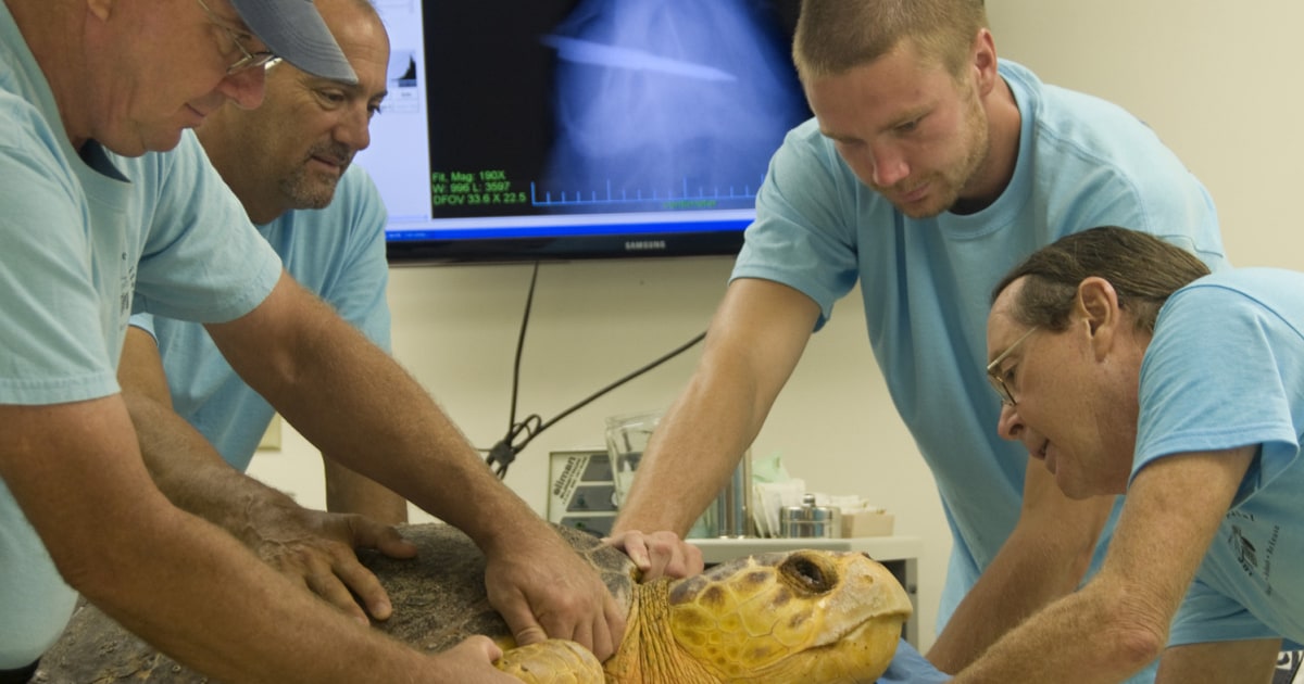 Loggerhead sea turtle survives spear gun shot, released into ocean