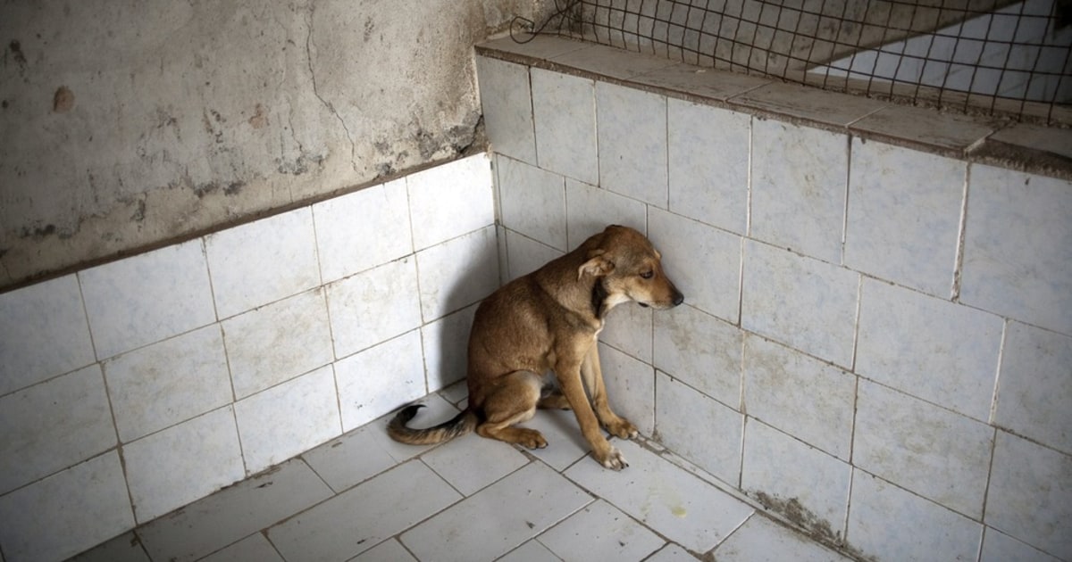 Man's best friend may not be welcome in Iran