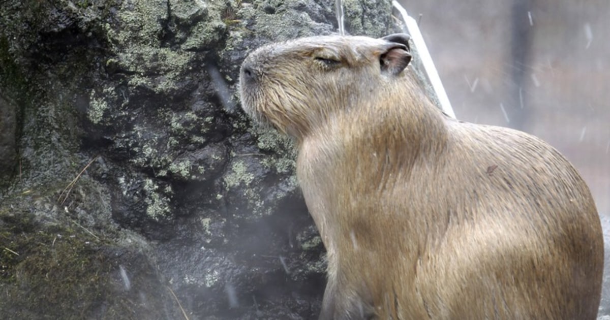 Capybara takes a hot shower at Tokyo zoo