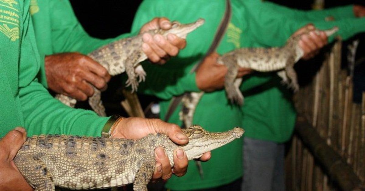 Rare baby crocs released into wild