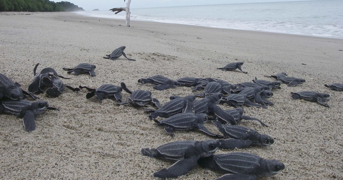 Famed giant Pacific leatherback turtle faces extinction in 20 years