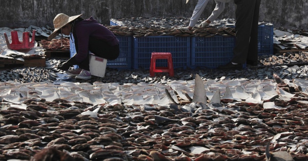 Backlash forces shark fin traders onto Hong Kong rooftops