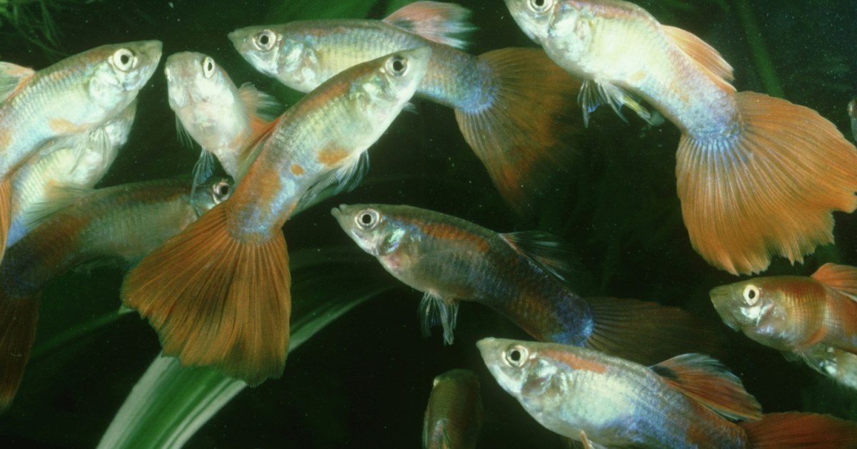 Scientists breed big-brained guppies to demonstrate evolution's trade-offs