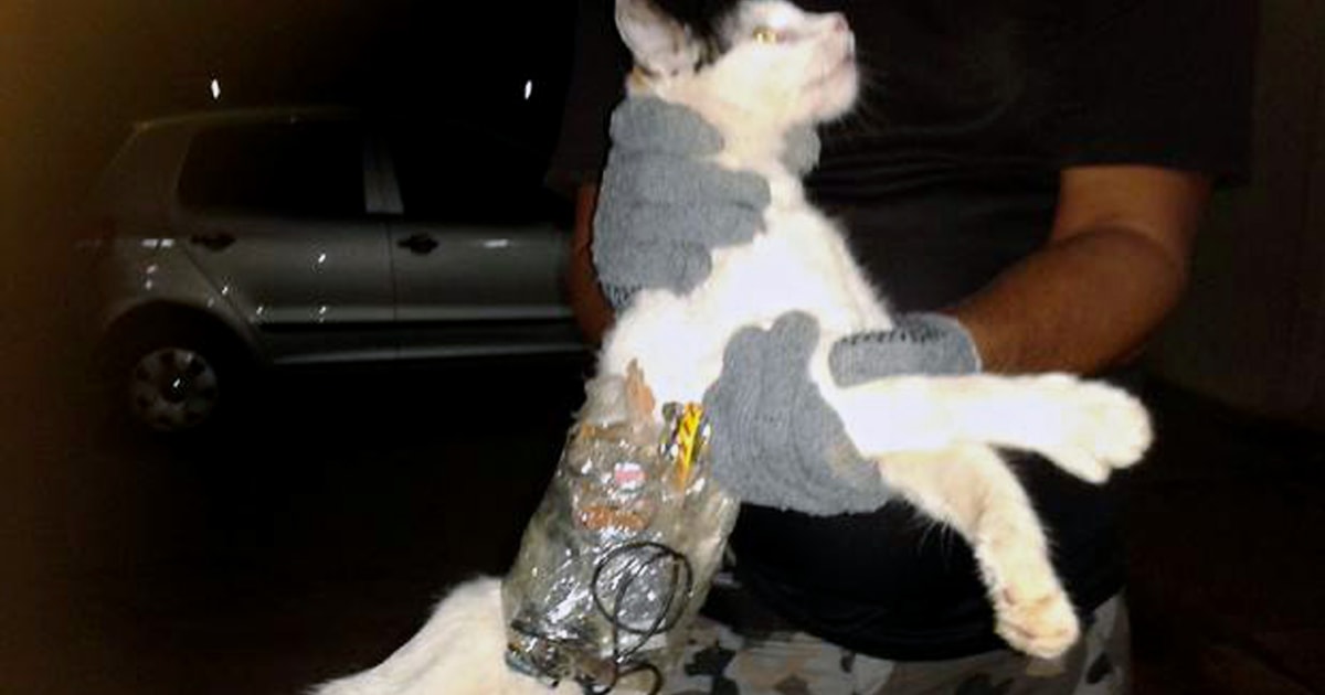 Cat caught smuggling contraband into Brazil prison