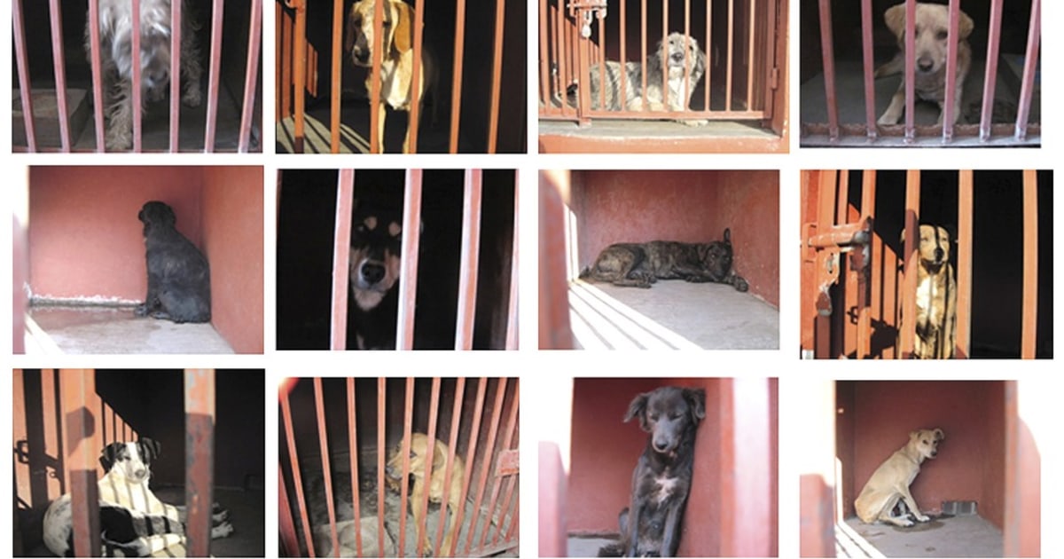 Debate rages over stray dogs after fatal maulings in Mexico City