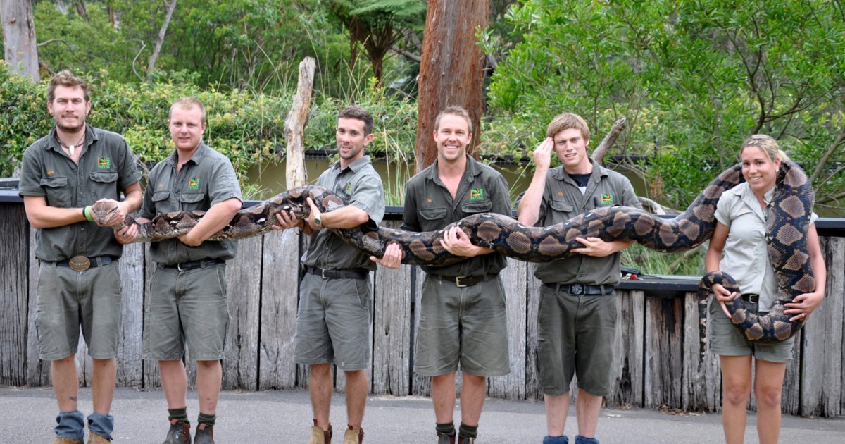 How do you weigh a 21-foot-long python? Australian zookeepers weigh ...