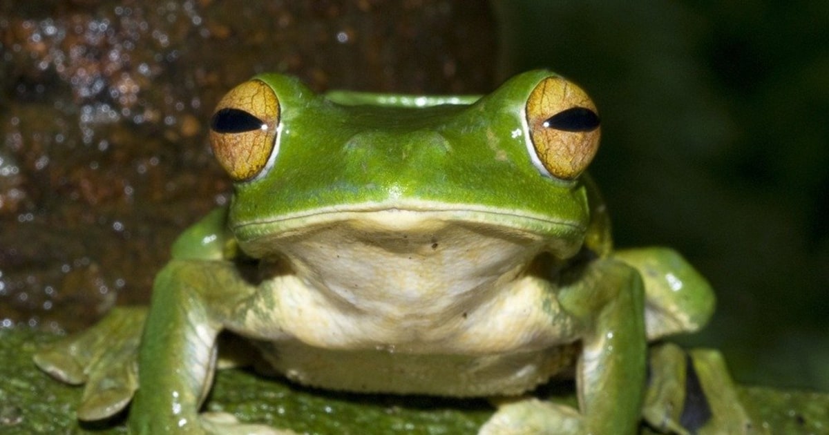Biologists get the jump on flying frog