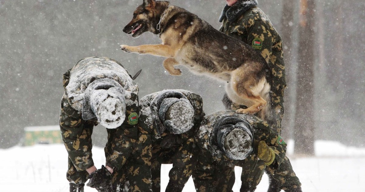 New recruit - military dog trains for border guard duty