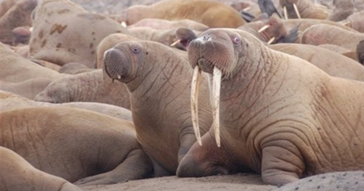 What does it sound like? World's largest animal audio library has answer