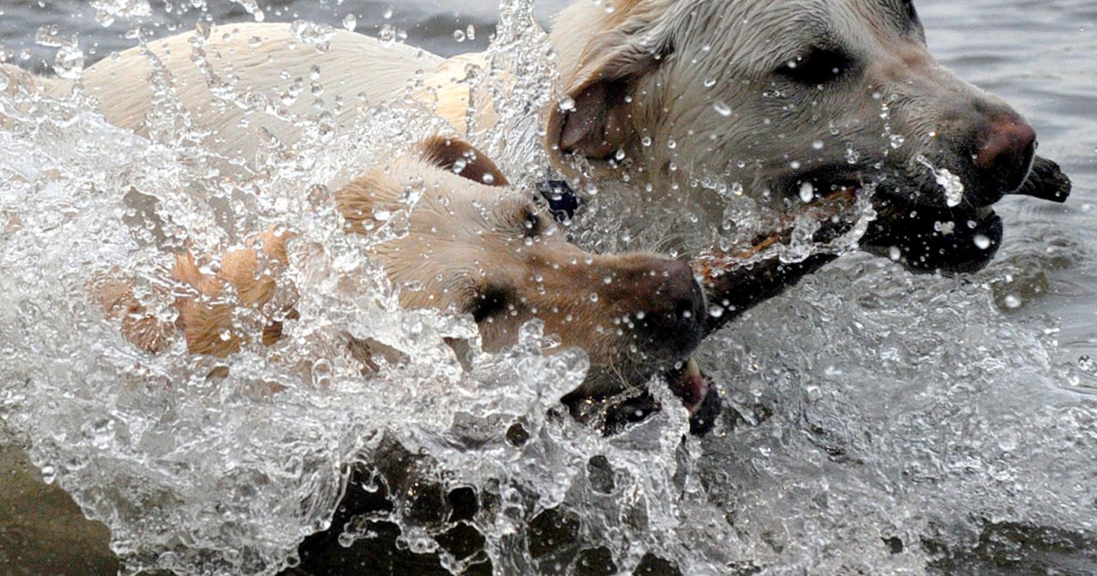 Doggy database to gauge Labrador retriever health