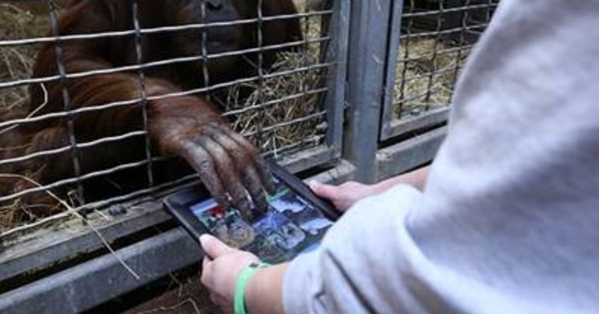 Orangutans get iPads in 'Apps for Apes' program