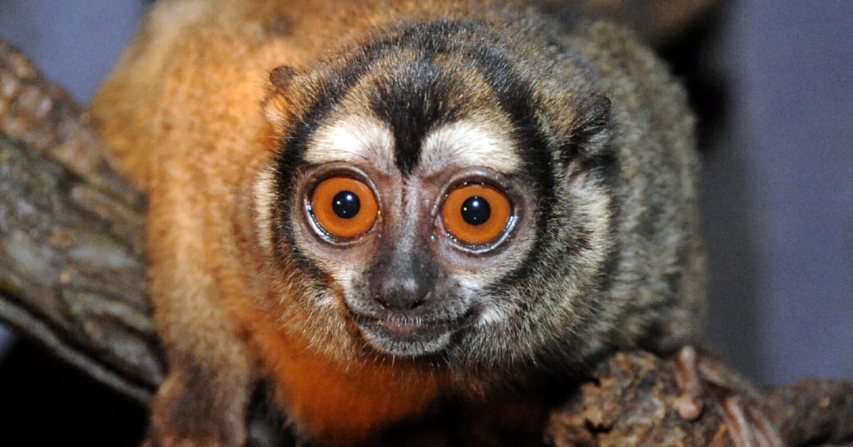 Monogamous owl monkeys have more babies