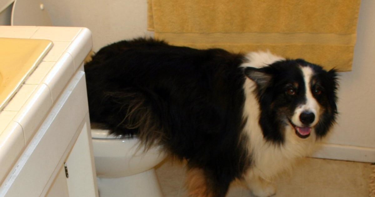 'What the What?!' caption contest: Toby on the toilet