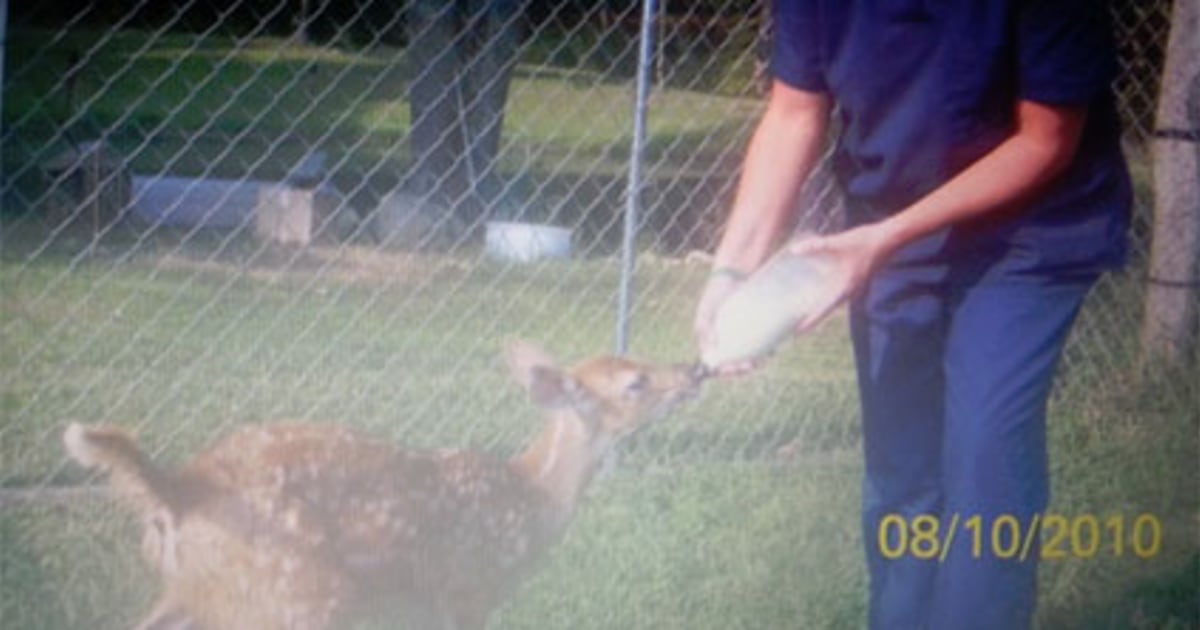 Indiana may drop case against couple who rescued 'Dani' the fawn