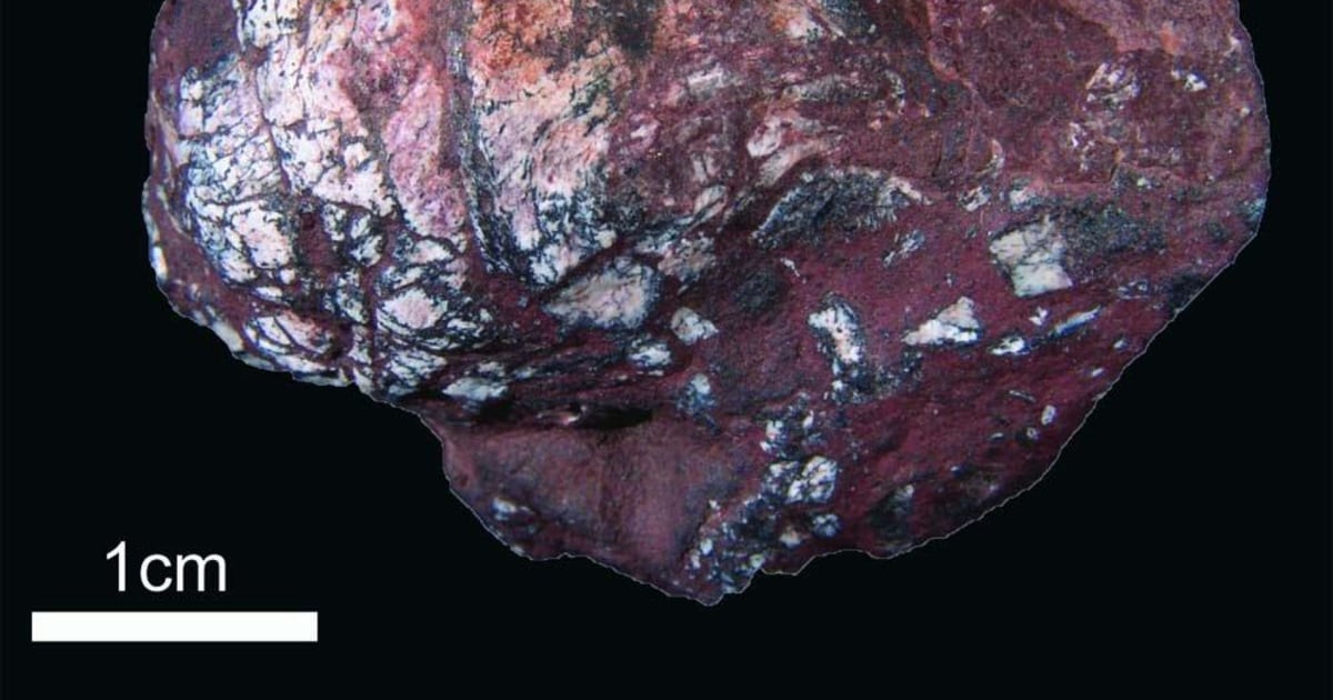 Tapeworm eggs found — where else? — in fossilized shark poop