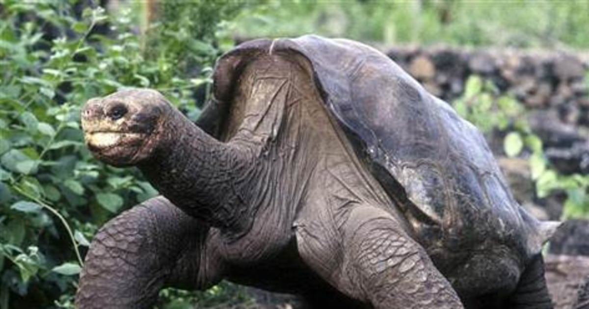 'Lonesome George' the tortoise is gone -- but he'll be around
