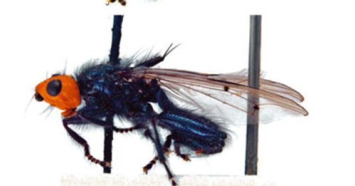'Mythical' corpse-eating flies are back -- and they're real