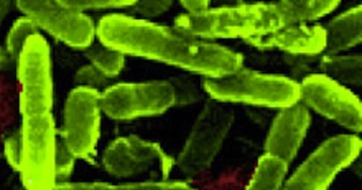 Bacteria in space grows in strange ways, experiments show