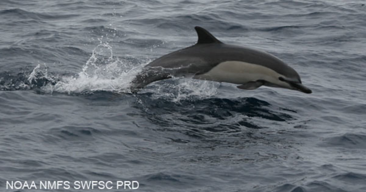 Mysterious new virus found in sick dolphin