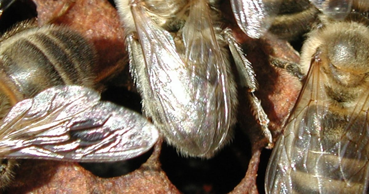 Sick bees buzz off for greater good of hive