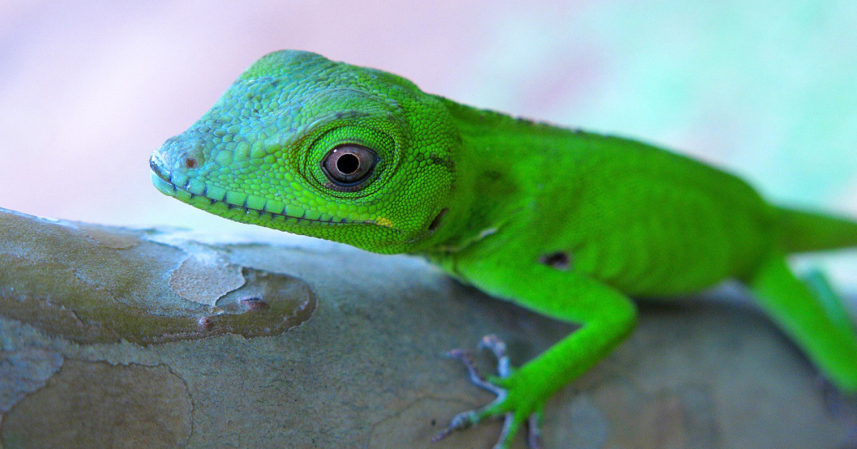 Caribbean lizards show that evolution repeats itself