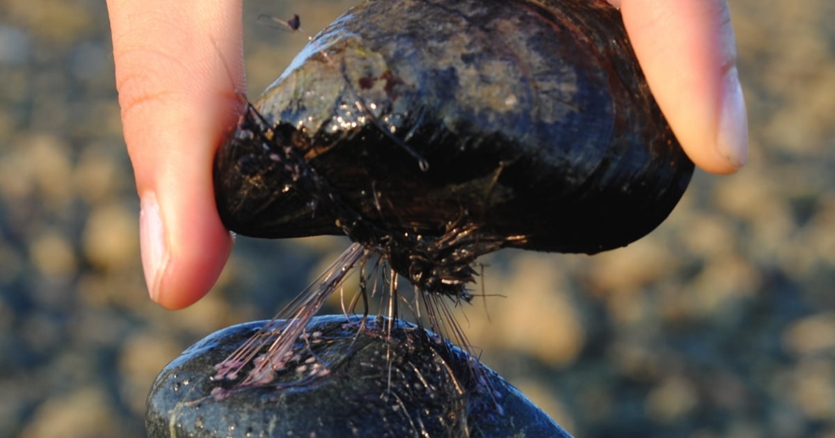 Super-strong mussel fibers could inspire earthquake-proof buildings