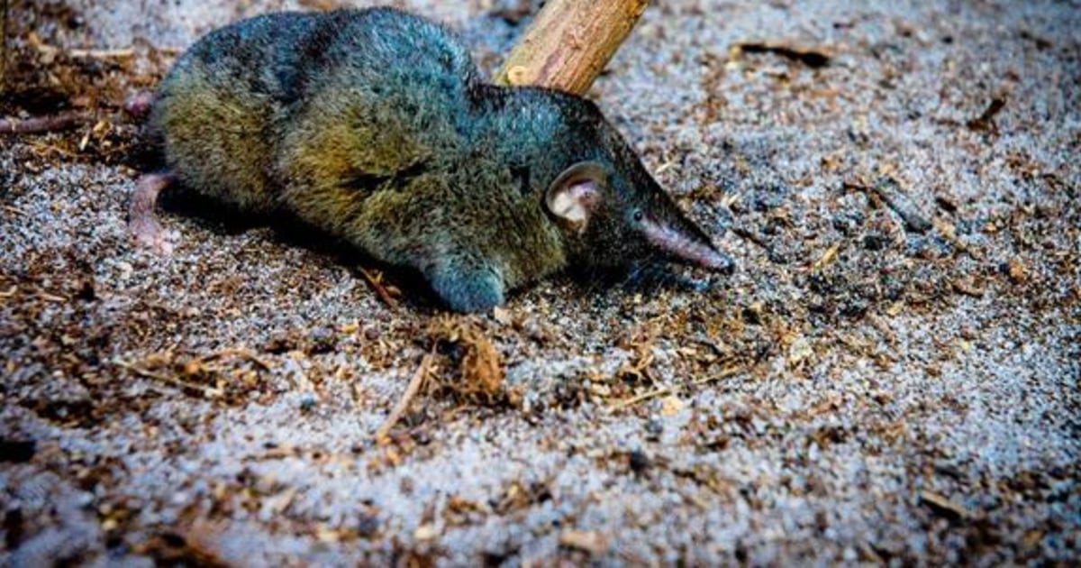 This super 'hero' shrew has an unbreakable back