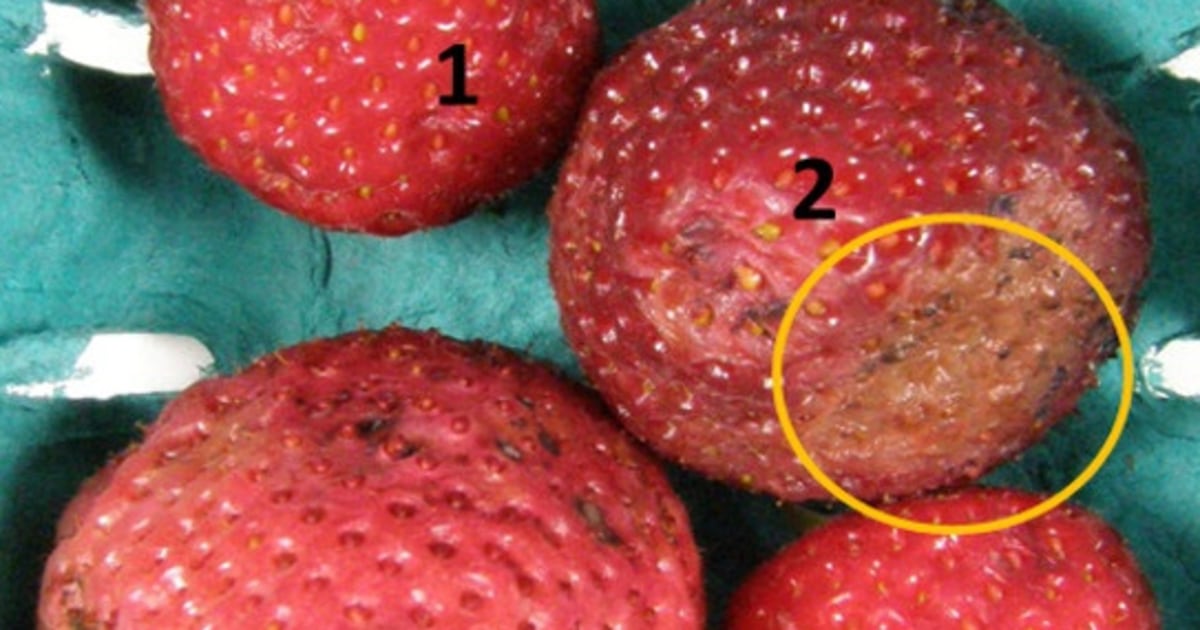 Moldy strawberries? Not for 9 days with UV LEDs