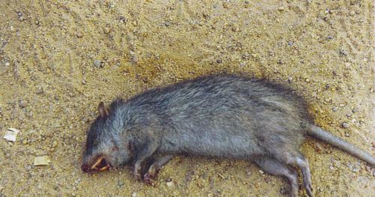 'Pungent rats will serve as bait for endangered beetles along pipeline ...