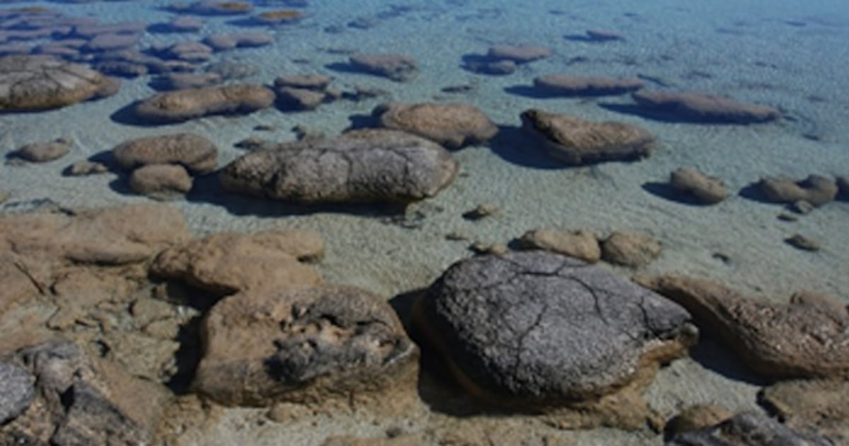 Single-cell smackdown: The battle for Earth's oceans