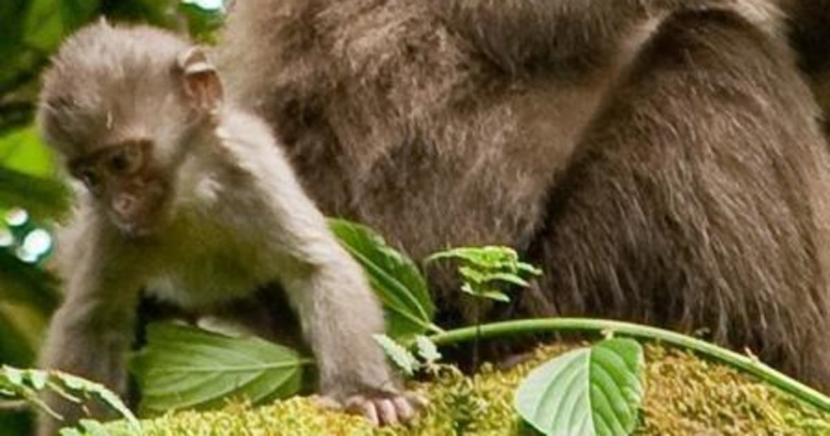 Rare baby African monkey makes its debut