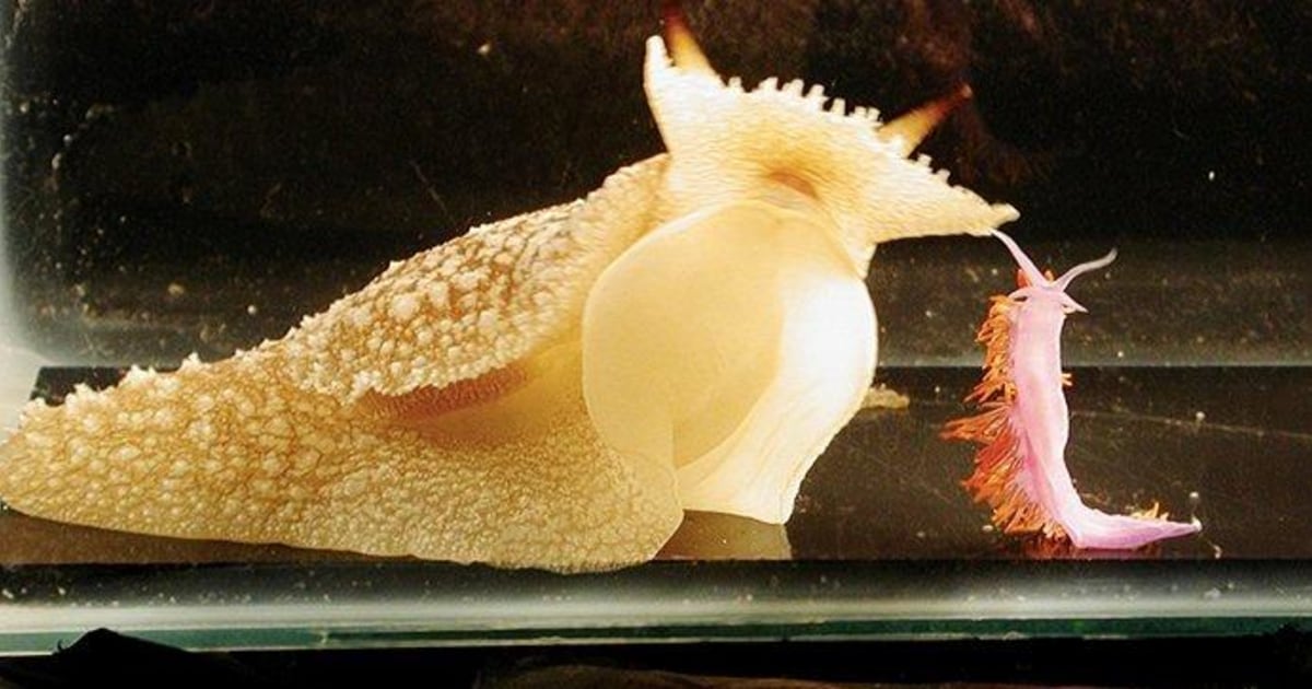 Predator learns lesson: Avoid nasty sea slug
