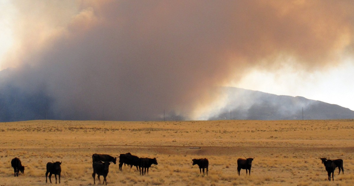 Arizona wildfire grows to 2000 acres