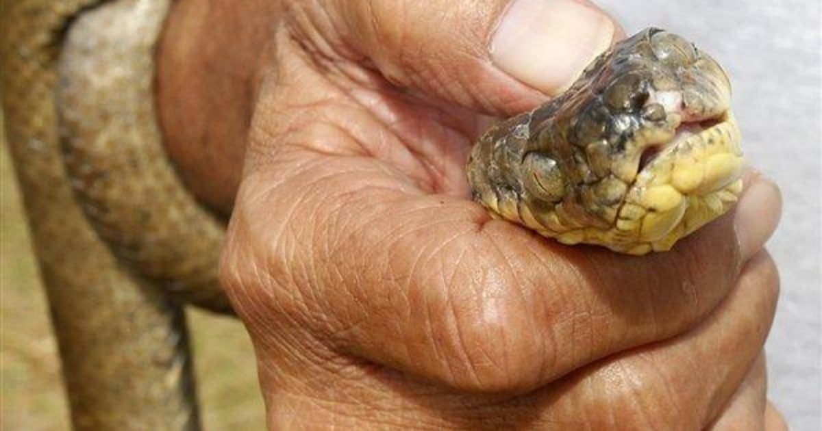 Scatologist? Snake milker? Sexologist? 7 odd science careers