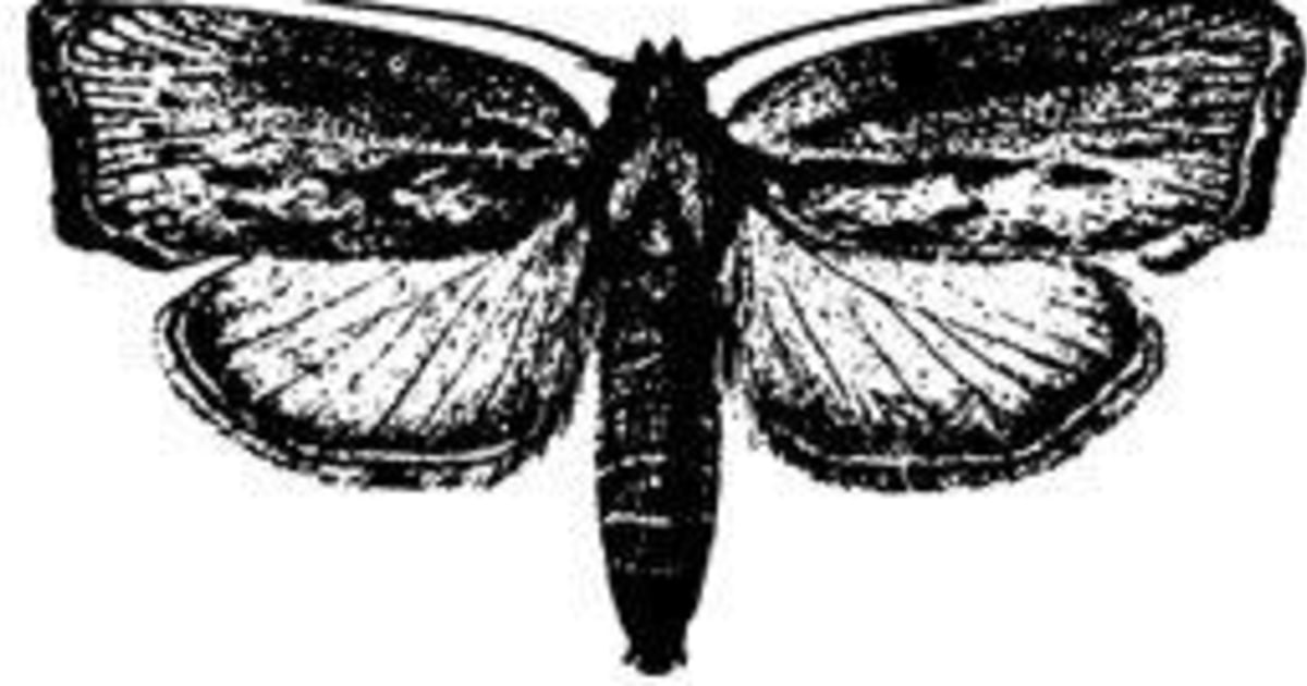 Moth found to have ultrasonic hearing