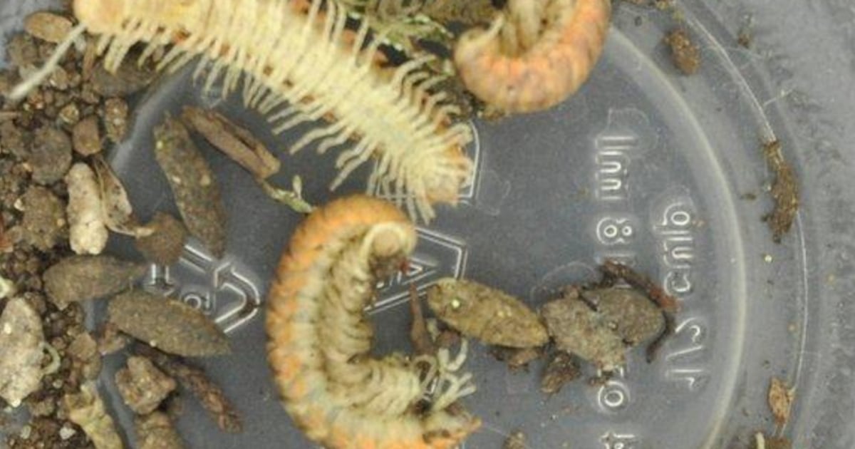 There's no escaping glowing millipedes on Alcatraz
