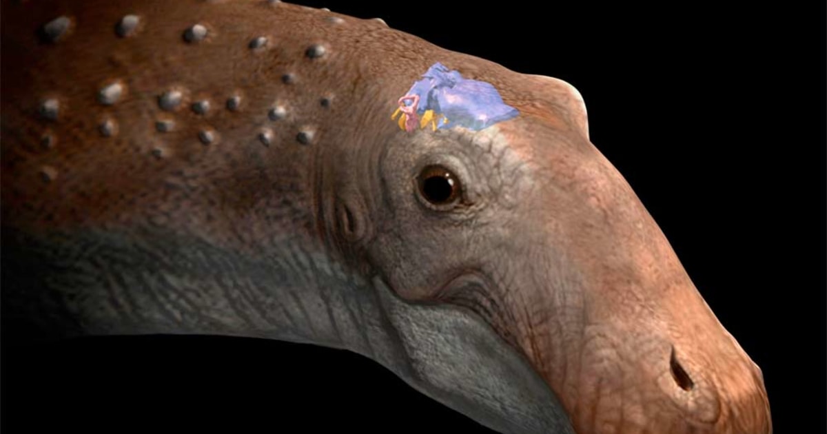 Biggest dinos had brains the size of tennis balls