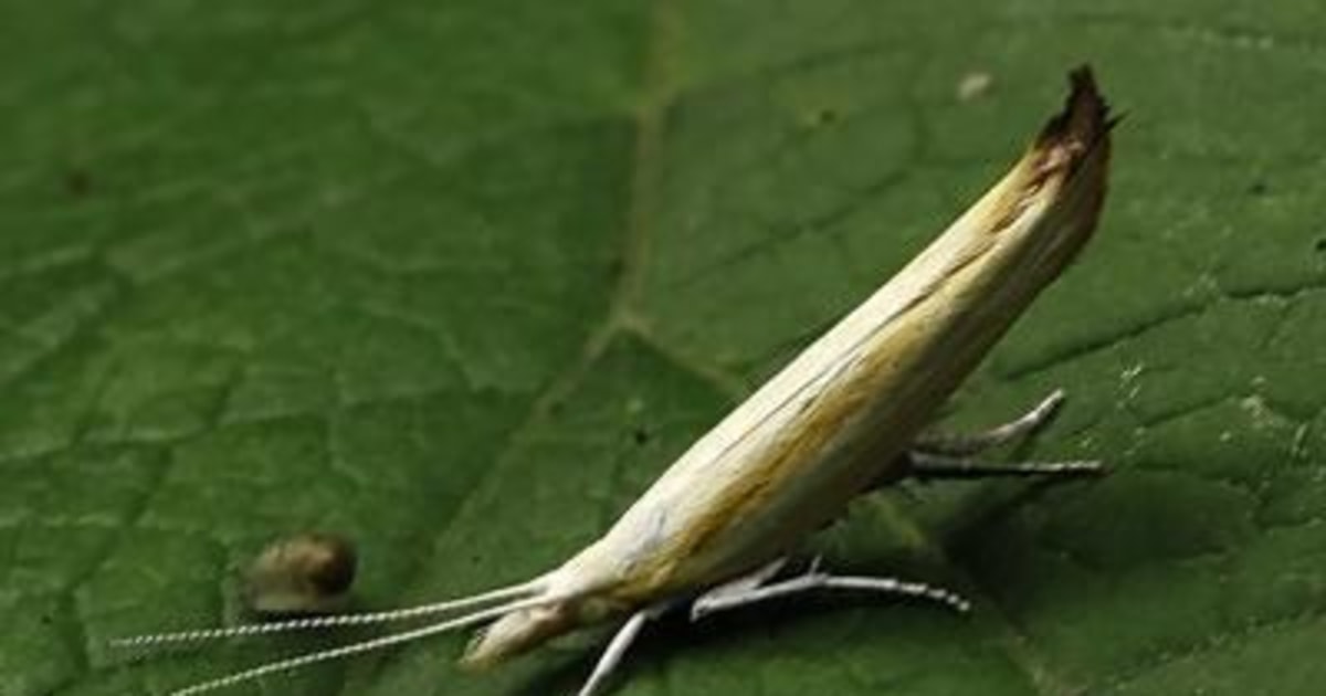 Two strange moth species found in Russia