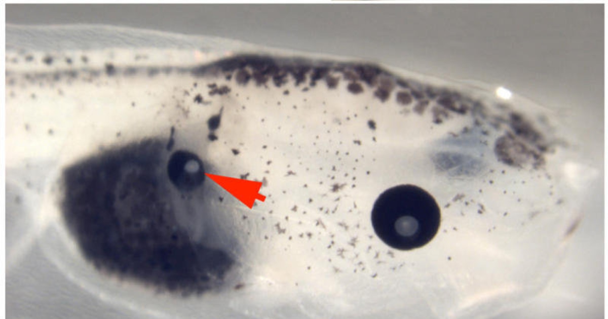 Eye of frog, tail of worm