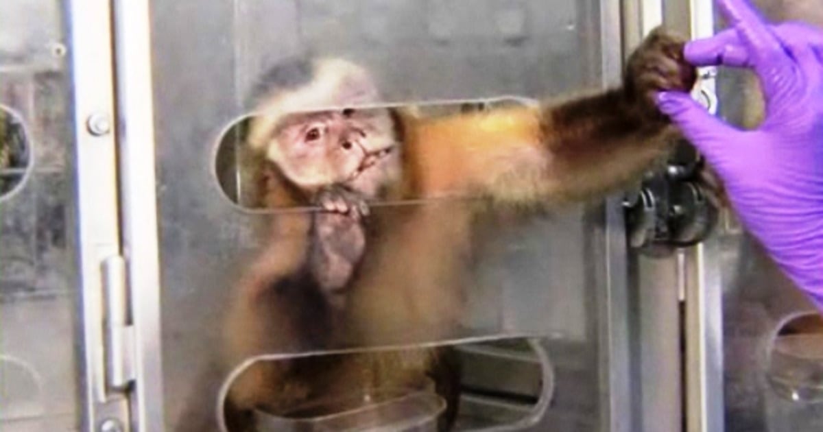 How monkeys handle moral outrage