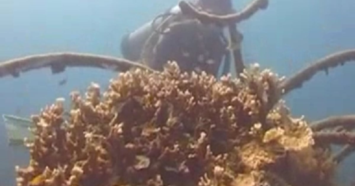 Electrified cages jolt coral reef survival