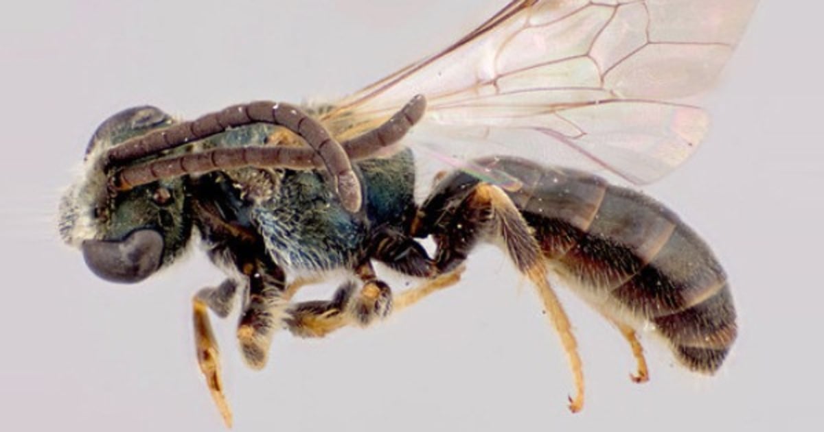 New bee or not new bee?