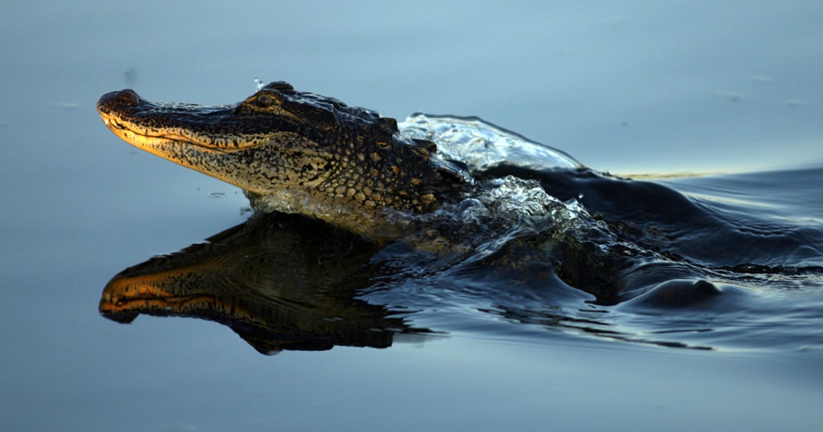 Alligator fat to fuel cars?