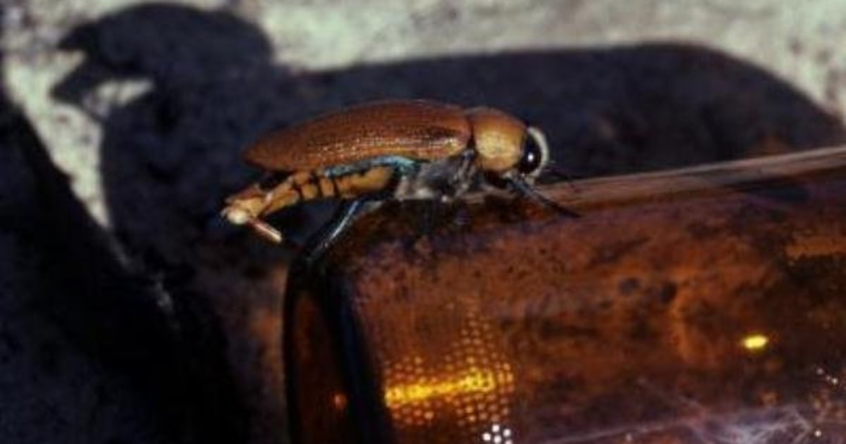 Silly science prizes highlight beer-loving bugs, pee pressure