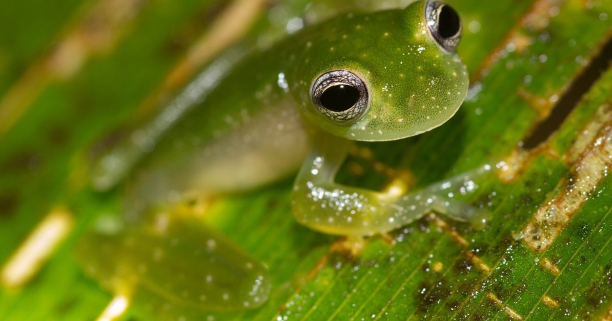Social networking to save frogs