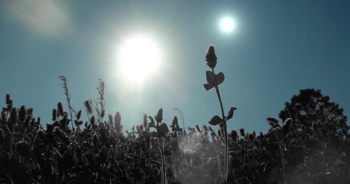 Alien trees just might look black