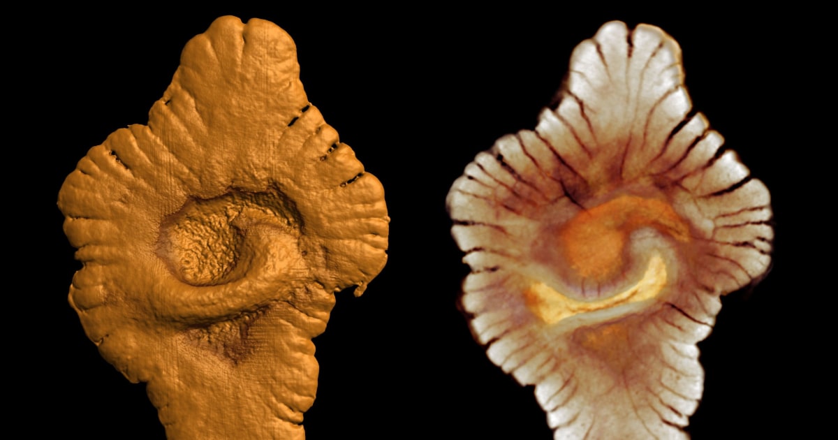 Earliest traces of complex life?